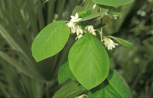 Benjoin — Portail de l'Essence-ciel