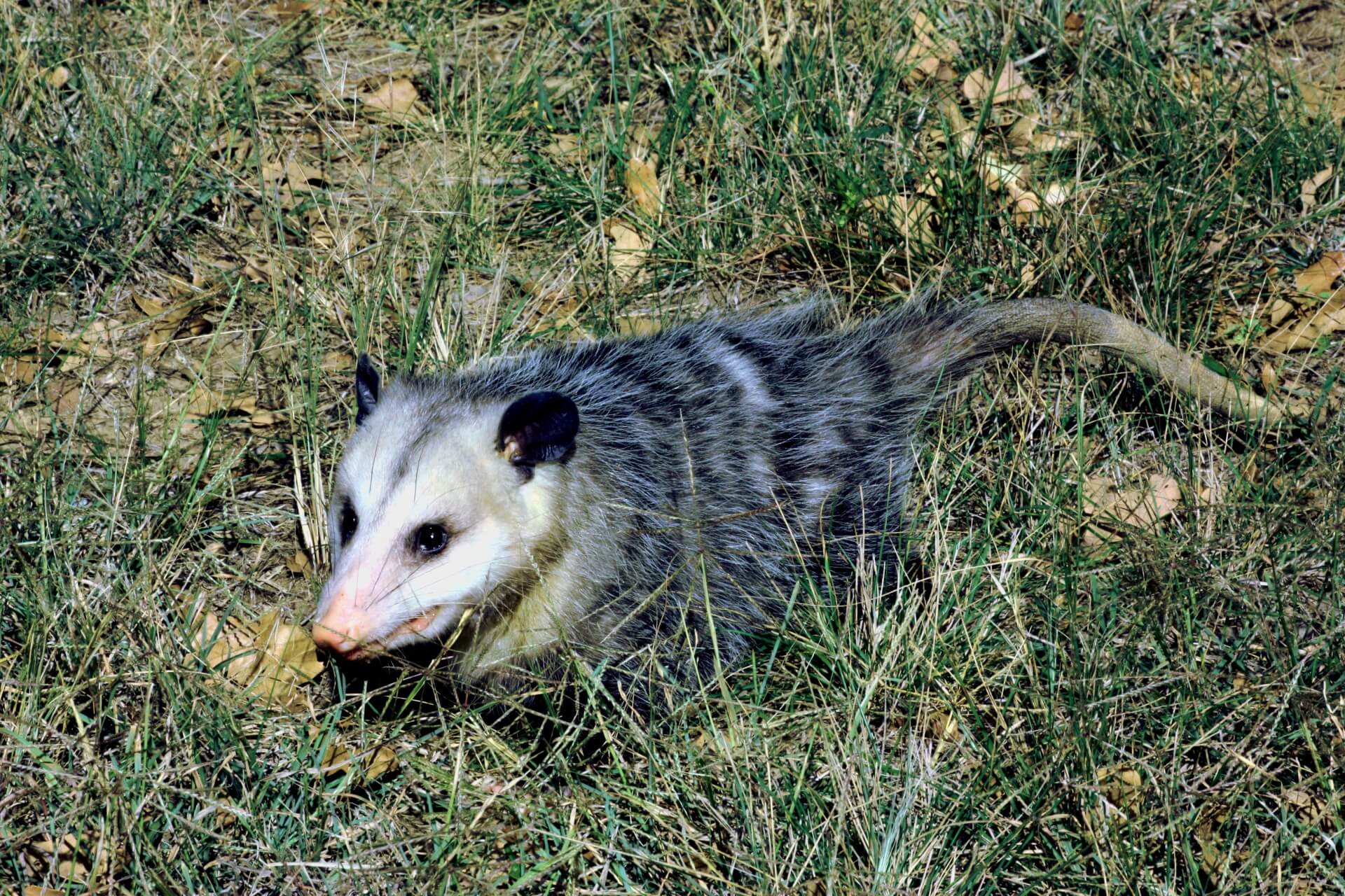 Opossum — Portail de l'Essence-ciel
